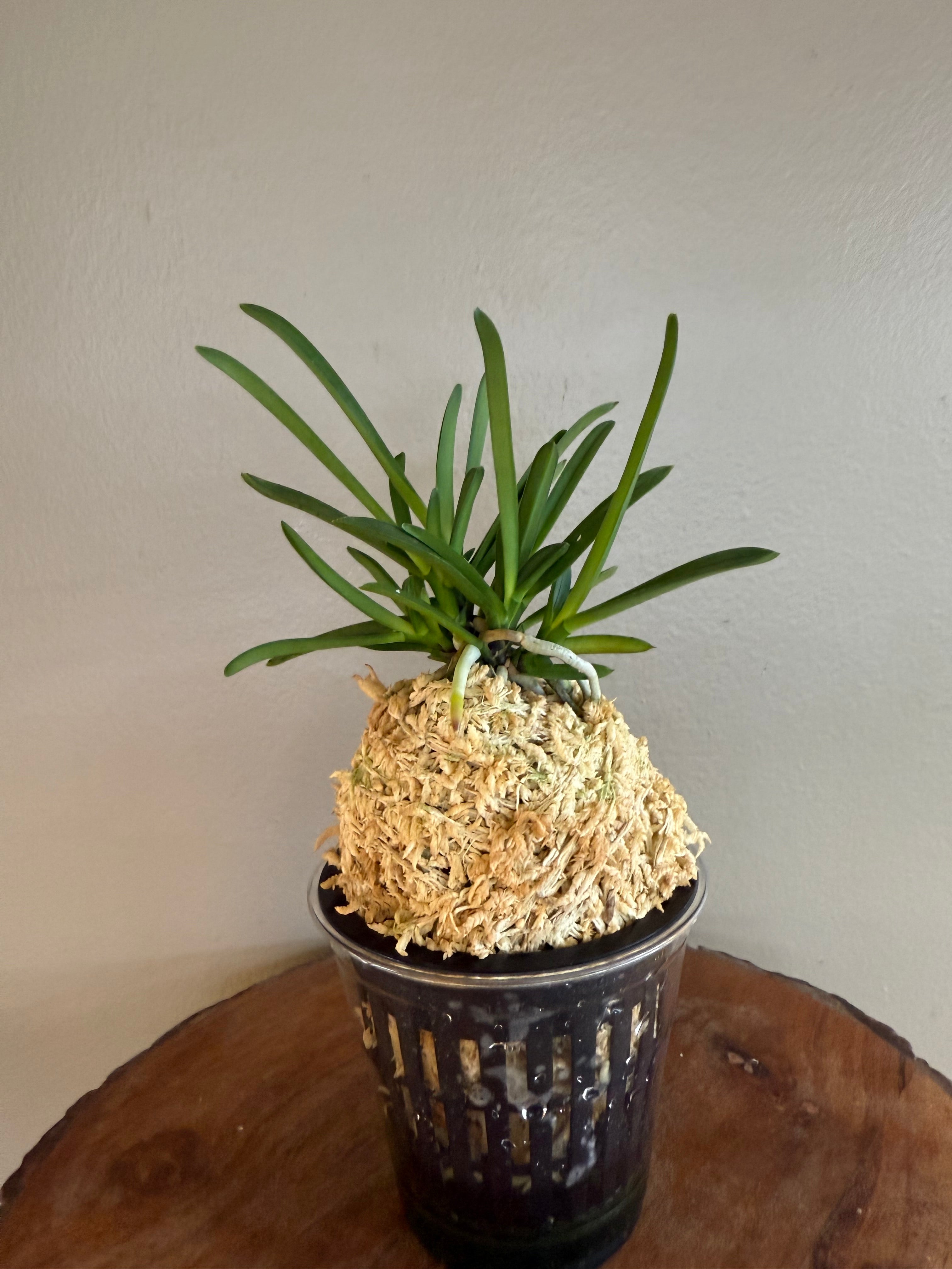 Neofinetia falcata Yamahoko 山鉾 – Helen's Orchid House