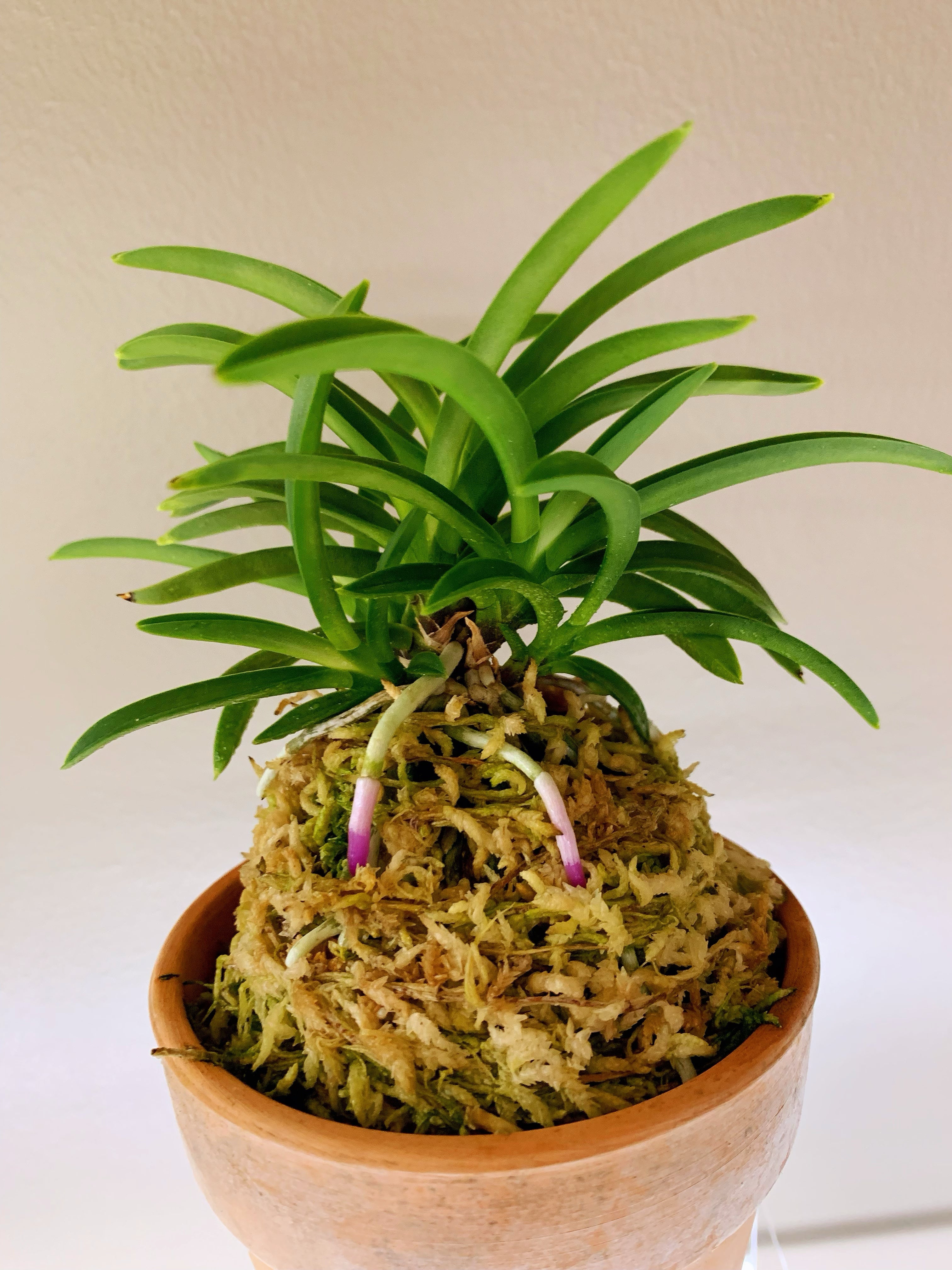 Neofinetia falcata – Helen's Orchid House