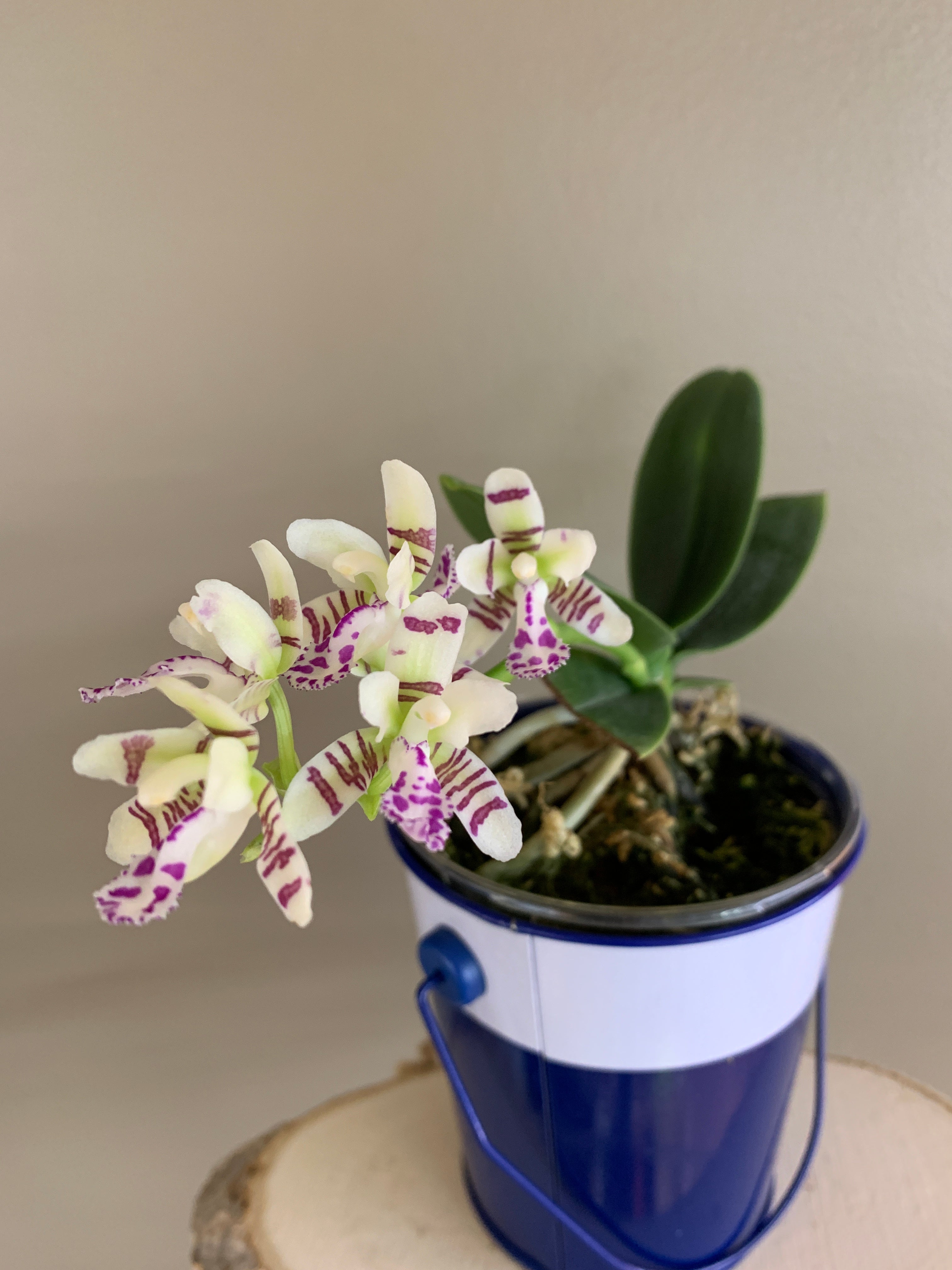 Helen’s Orchid House – Helen's Orchid House