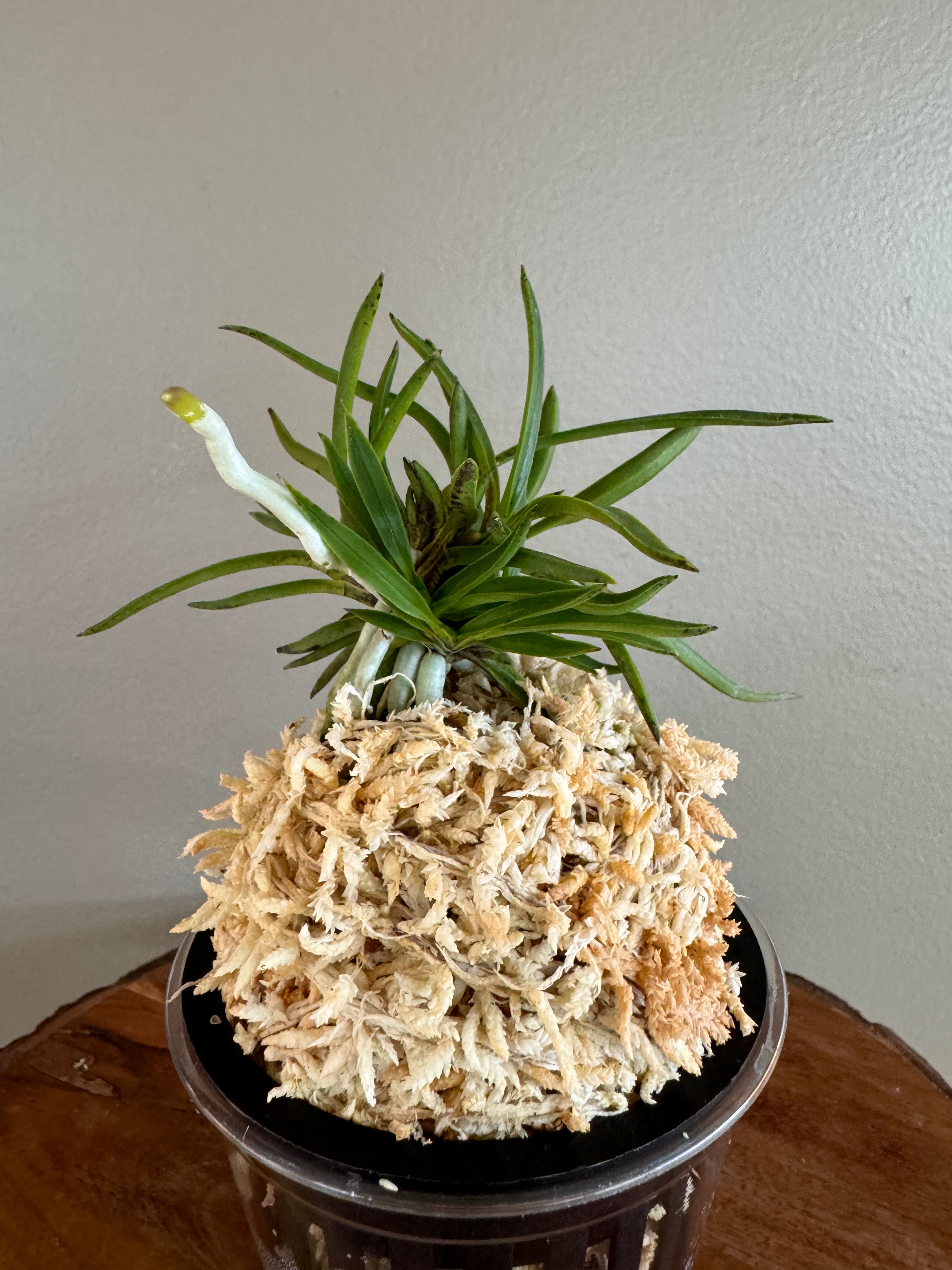 Neofinetia falcata – Helen's Orchid House