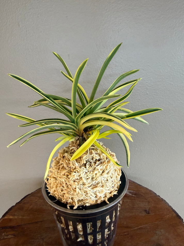 Neofinetia falcata shishinden 紫宸殿 – Helen's Orchid House