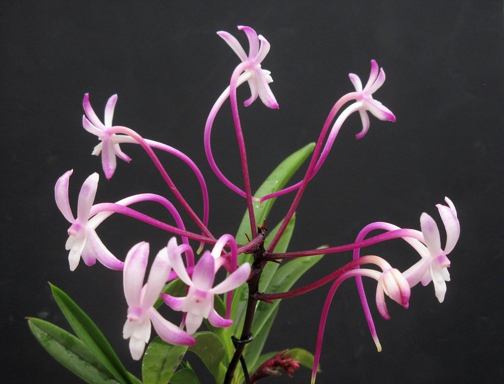 Neofinetia falcata – Helen's Orchid House