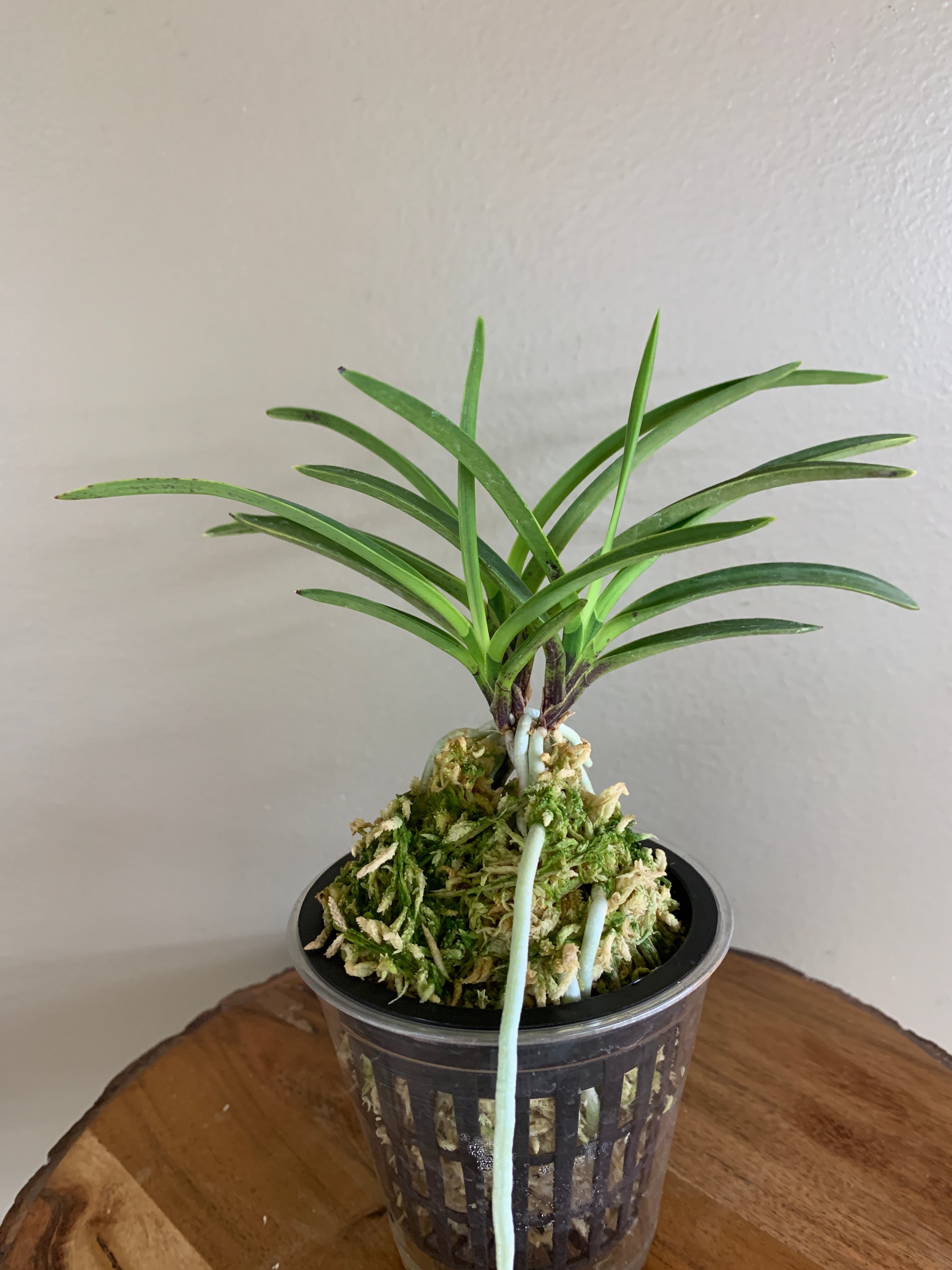 Neofinetia falcata – Helen's Orchid House