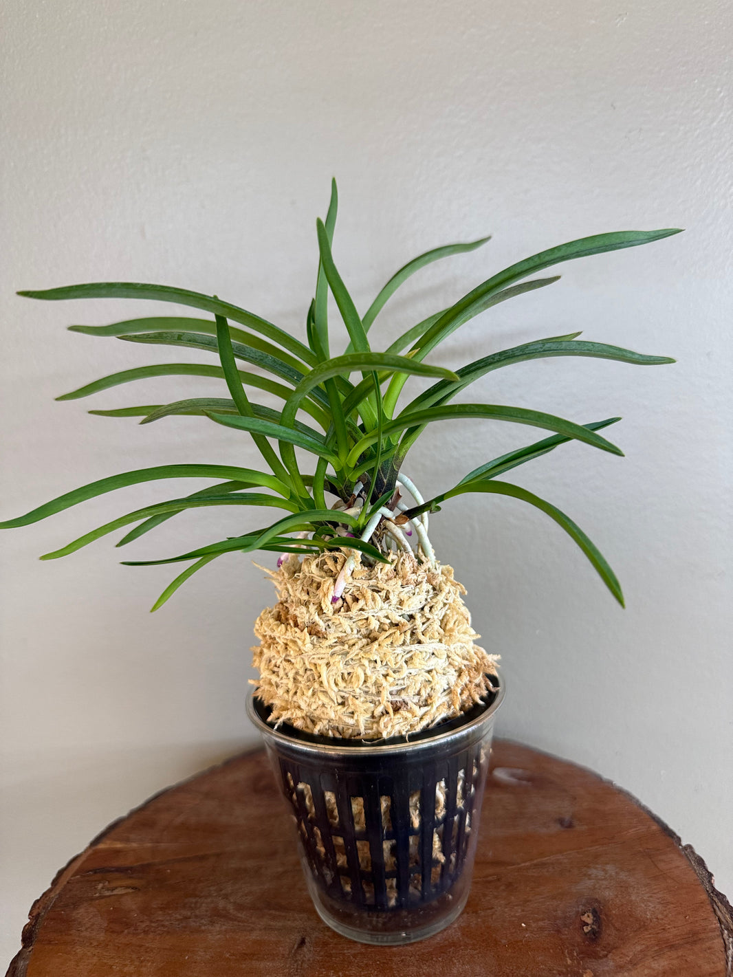 Neofinetia falcata – Helen's Orchid House